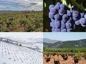 La DO Calatayud avanza en su proyecto de excelencia